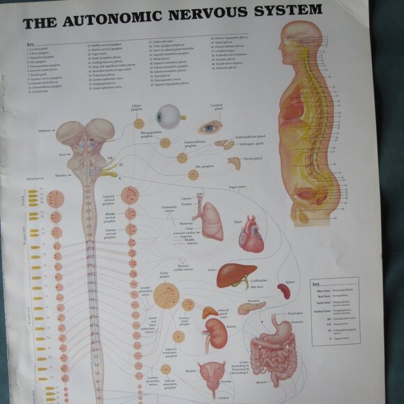 Out of Print | Art | Anatomical Chart 1 X 14 Bookplate Print The ...